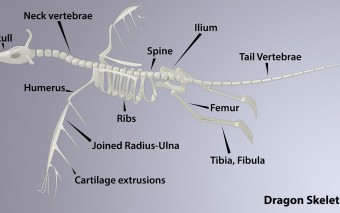 How to Make your Dragon - Lesterbanks