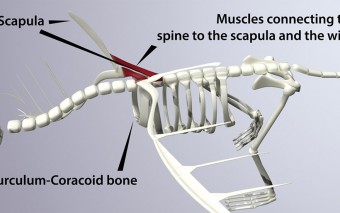 How to Make your Dragon - Lesterbanks